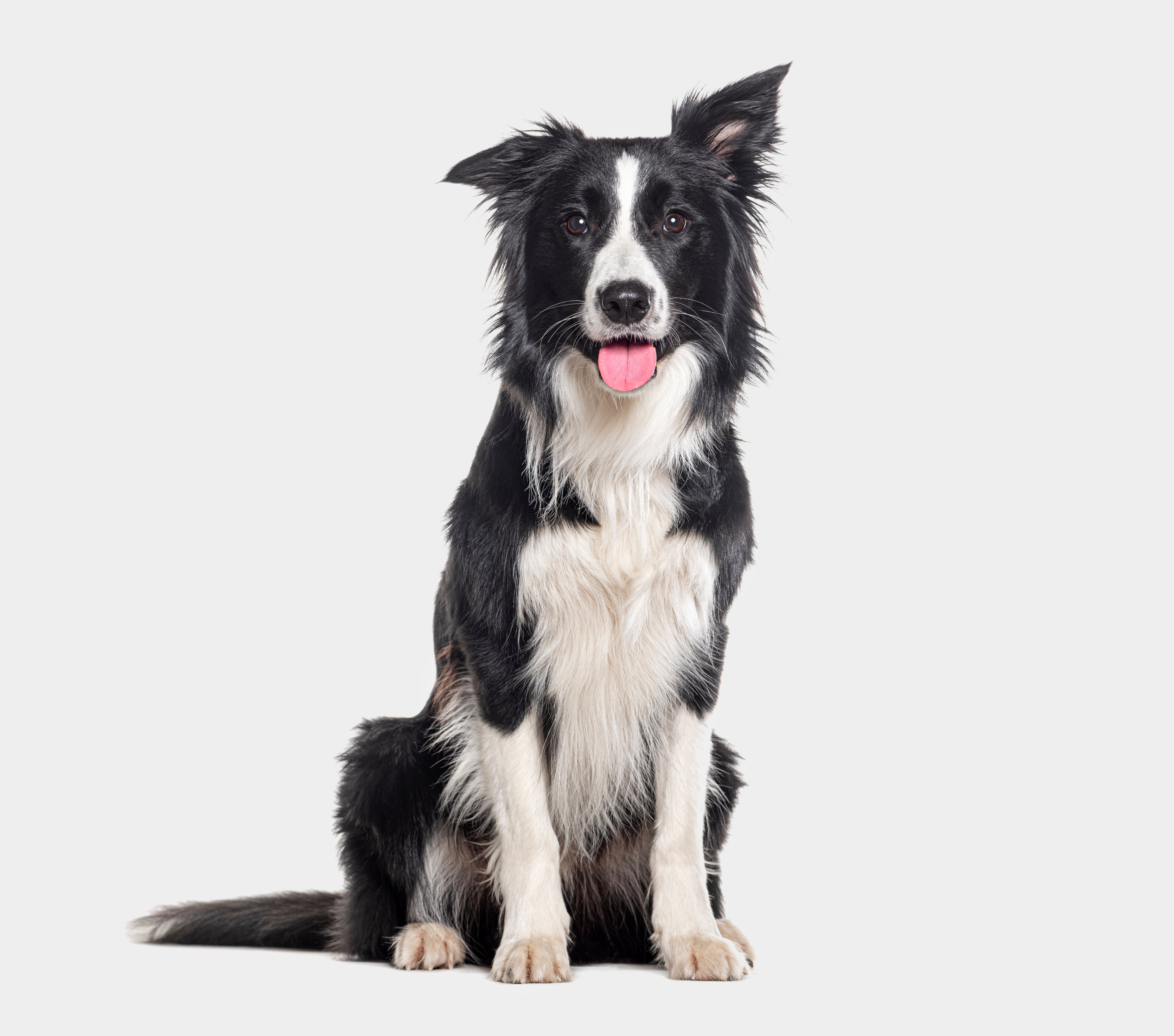 Border Collie Dog Breed Adoption Info Petfinder